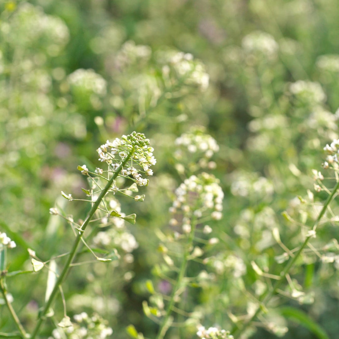 Shepherd's Purse Seeds Organic Heirloom Herb for Home Garden & Natural ...