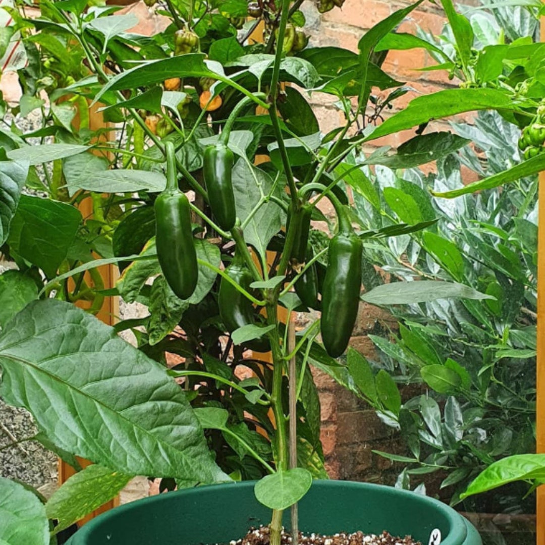 Jalapeno Conchos Hot Pepper Seeds Pack of 5 Heirloom, Non-gmo, Fresh ...