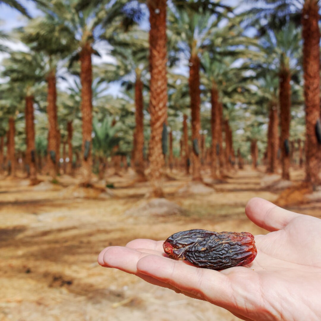 Sukkari Dates Seeds 5 Fresh Phoenix Dactylifera for Planting & Growing ...