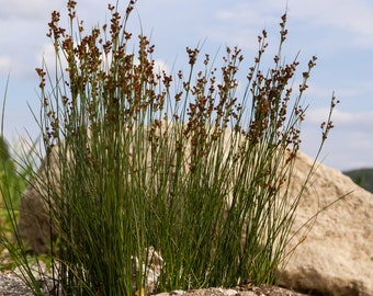 Seeds for Planting, Juncus Effusus Seeds, Common Rush, Soft Rush, Bulk ...
