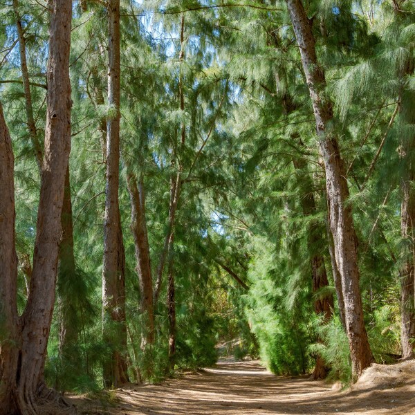 Fast Growing Trees - Etsy