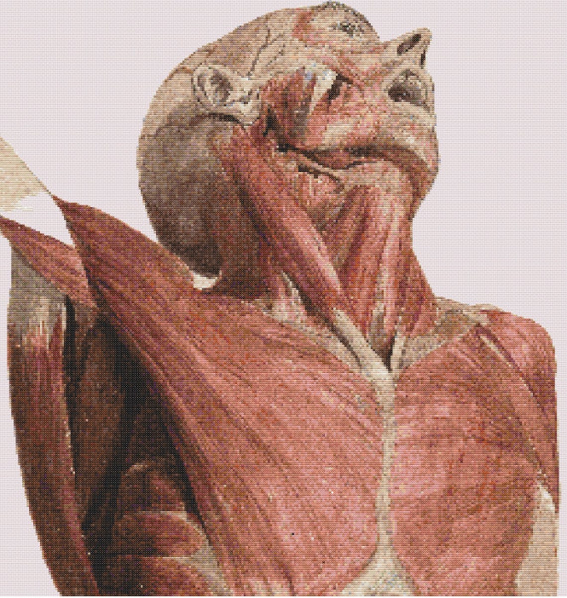 Écorché Head, Neck and Chest Cross Stitch Pattern, Embroidery Pattern ...