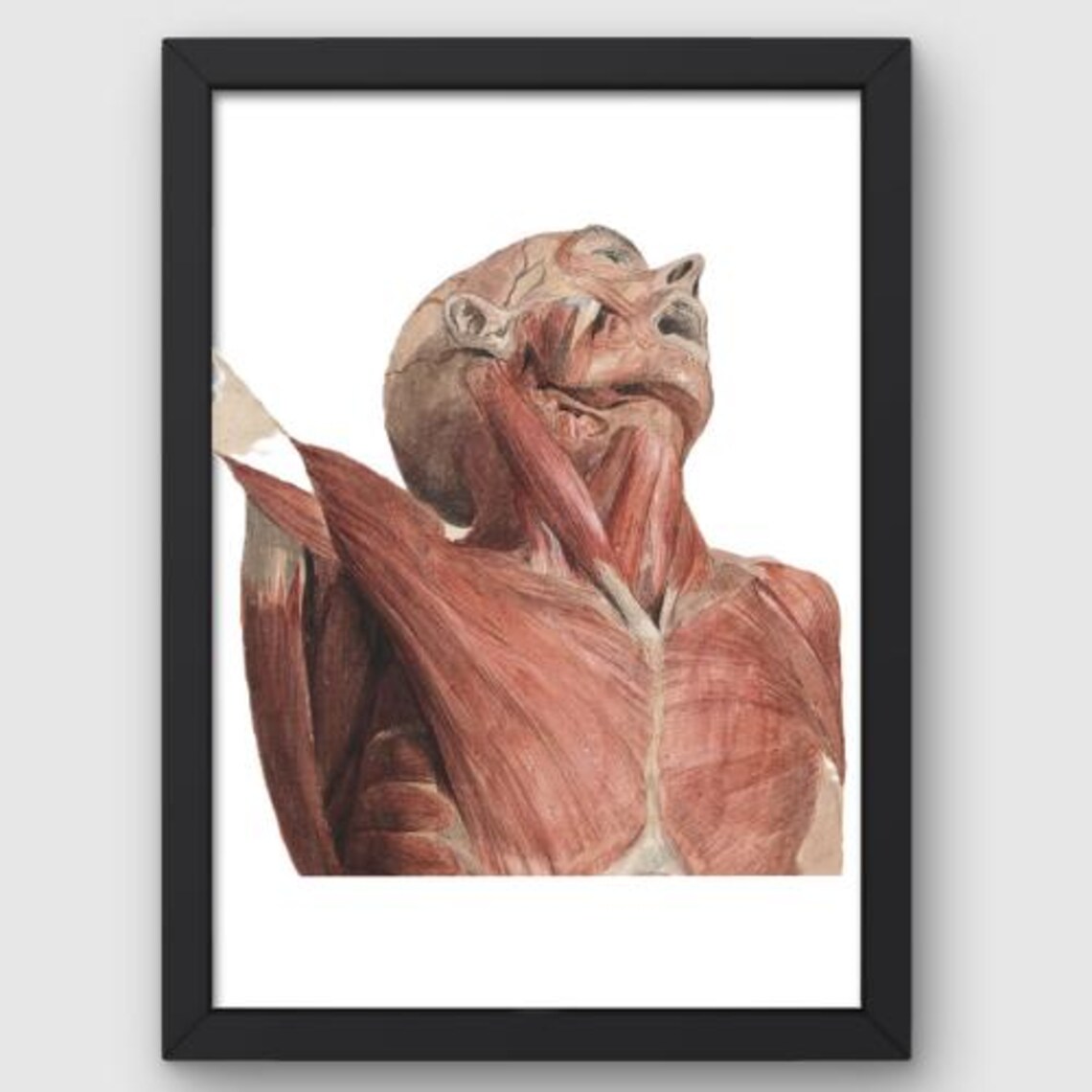 Écorché Head, Neck and Chest Cross Stitch Pattern, Embroidery Pattern ...