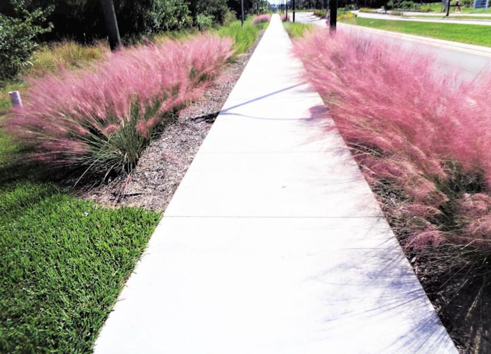 Florida Native Plants Guide • Landscaping Ebook Florida • Zone 8–10 ...