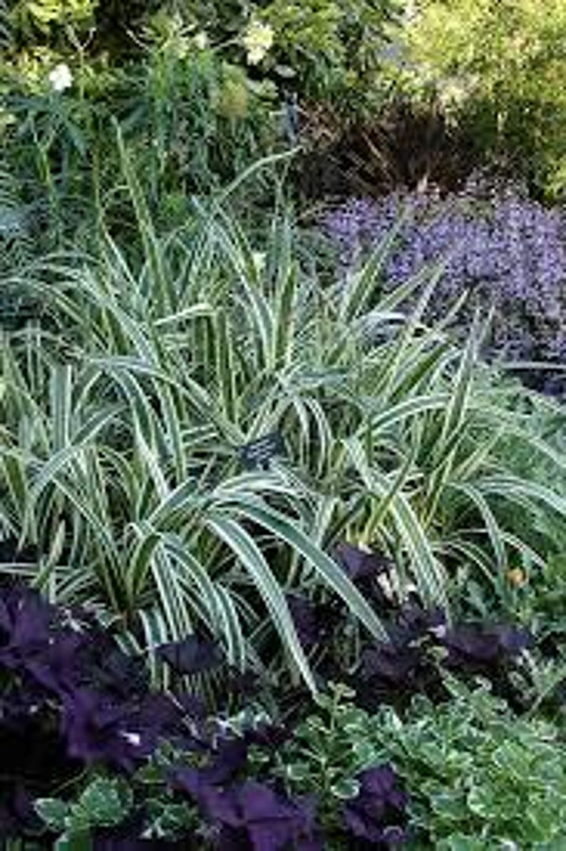 10 Variegated Flax Lily Plants | Evergreen Shade Tolerant Groundcover ...