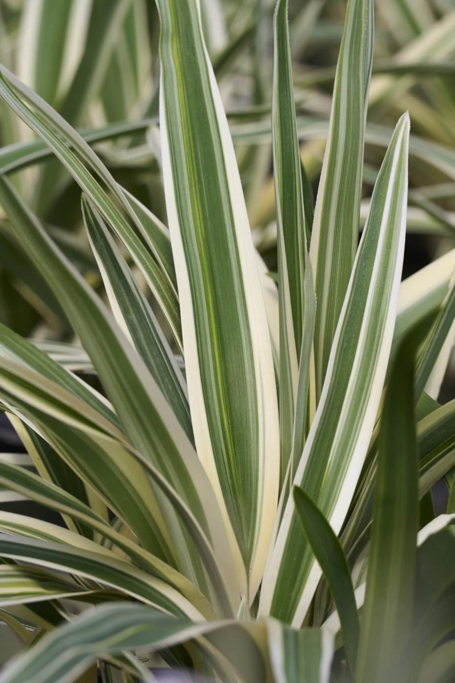 Variegated Flax Lily 10 Plants | Tropical Border Grass | Low ...