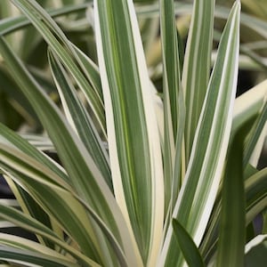 Variegated Flax Lily 10 Plants | Tropical Border Grass | Low ...