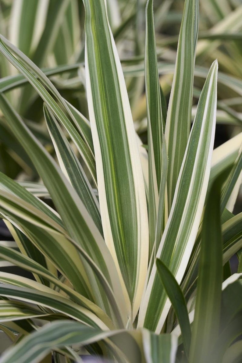 Variegated Flax Lily 10 Plants | Tropical Border Grass | Low ...