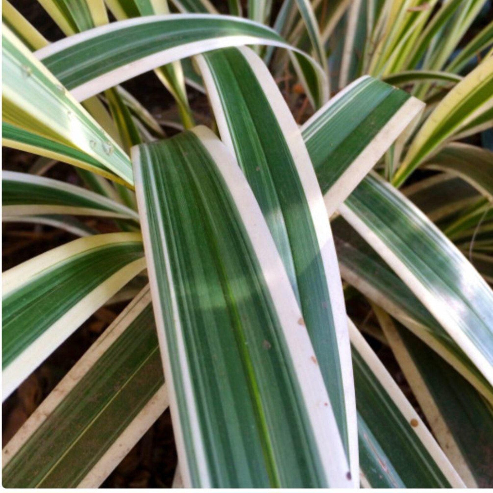 Flax Lily Variegated (dianella) 10 Plants - (plugs) - Etsy