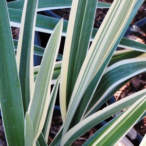 Flax Lily Variegated (dianella) 10 Plants - (plugs) - Etsy