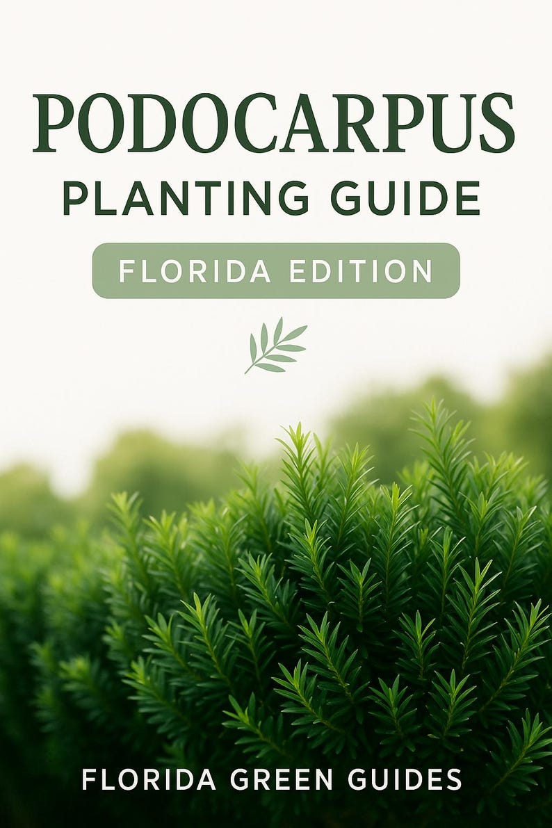 Podocarpus Planting Guide - Etsy