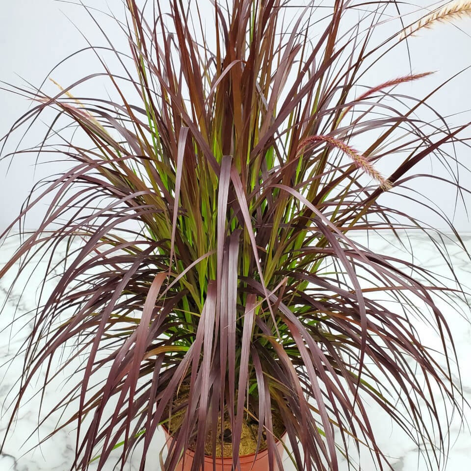 Red Fountain Grass -pennisetum 'rubrum ( 25 Starter Plugs ) - Etsy