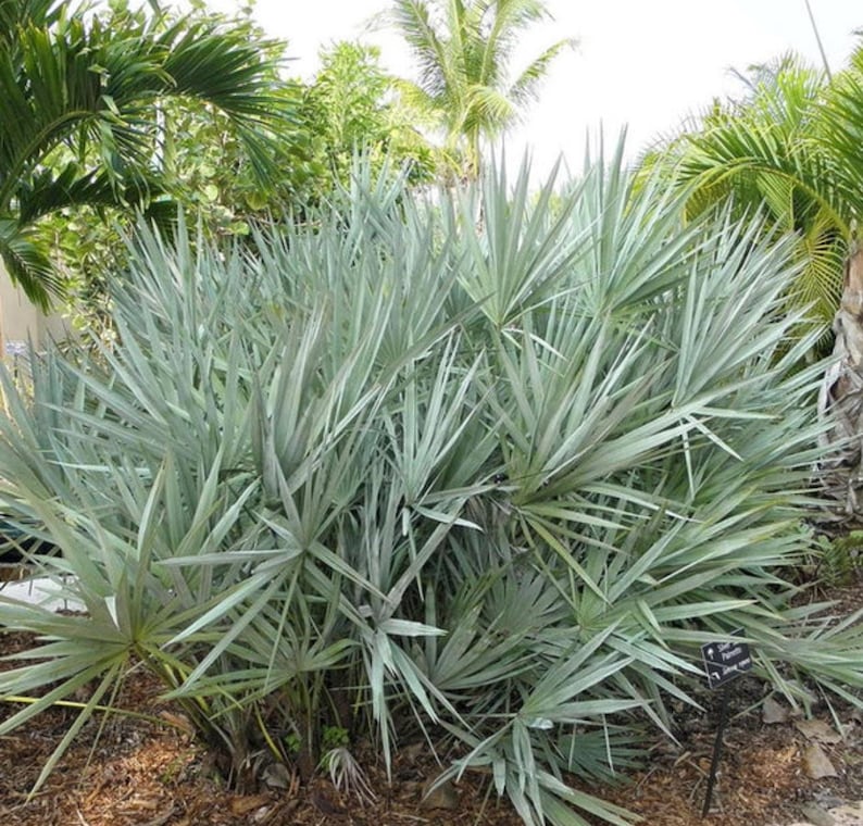 Florida Native Plants Guide • Landscaping Ebook Florida • Zone 8–10 ...