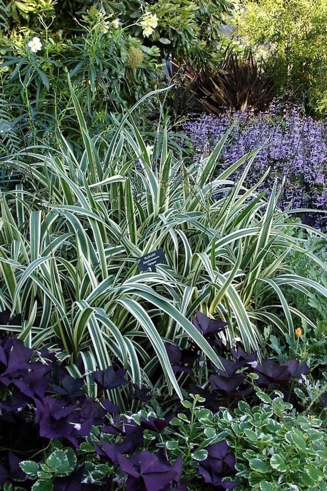 Flax Lily Variegated dianella 10 Plants plugs - Etsy