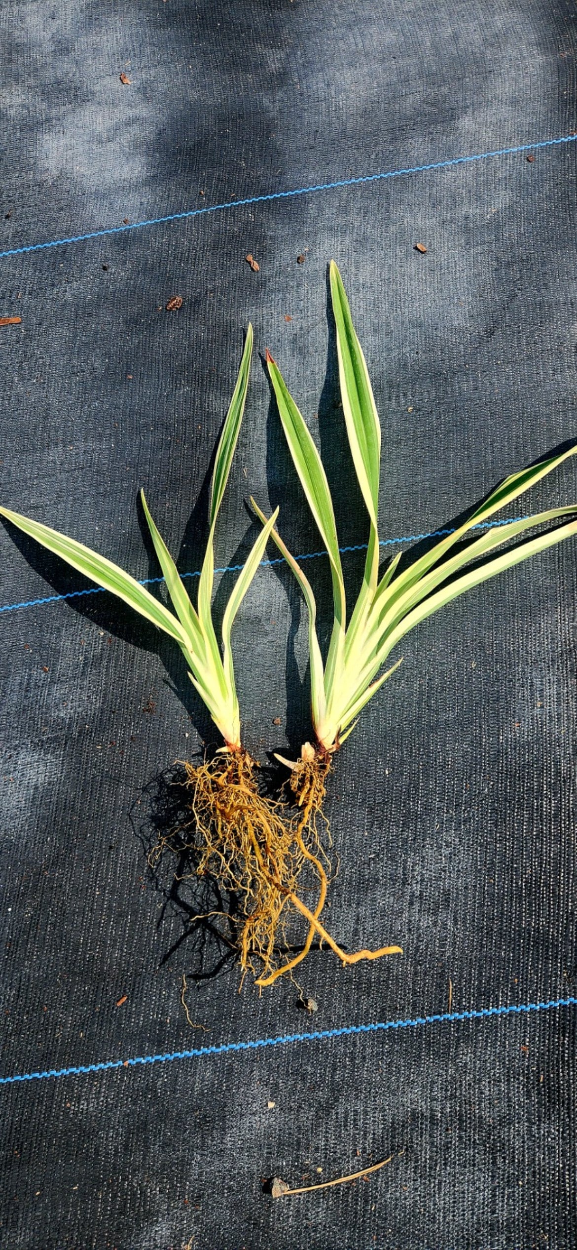Flax Lily Variegated (dianella) 10 Plants - (plugs) - Etsy