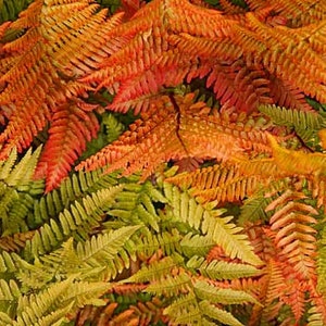 Autumn Fern 10 Plants Bare Root - Etsy