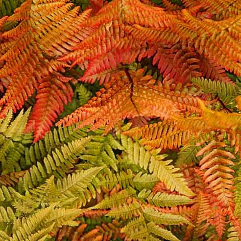Silk Ferns Plant - Etsy