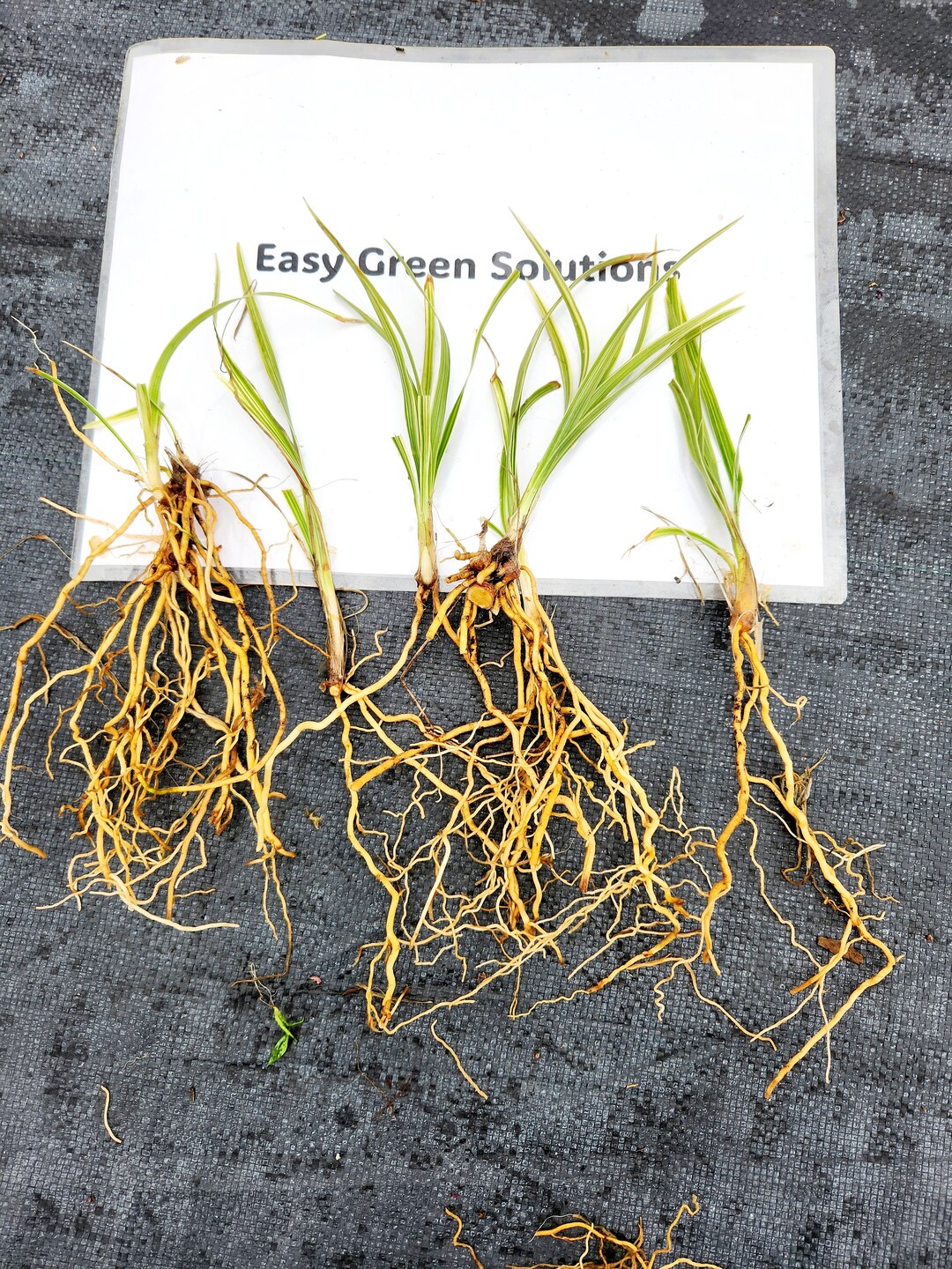 Variegated Liriope 25 Plants ( Bibs ) - Etsy