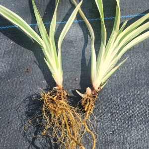 Flax Lily Variegated (dianella) 10 Plants - (plugs) - Etsy