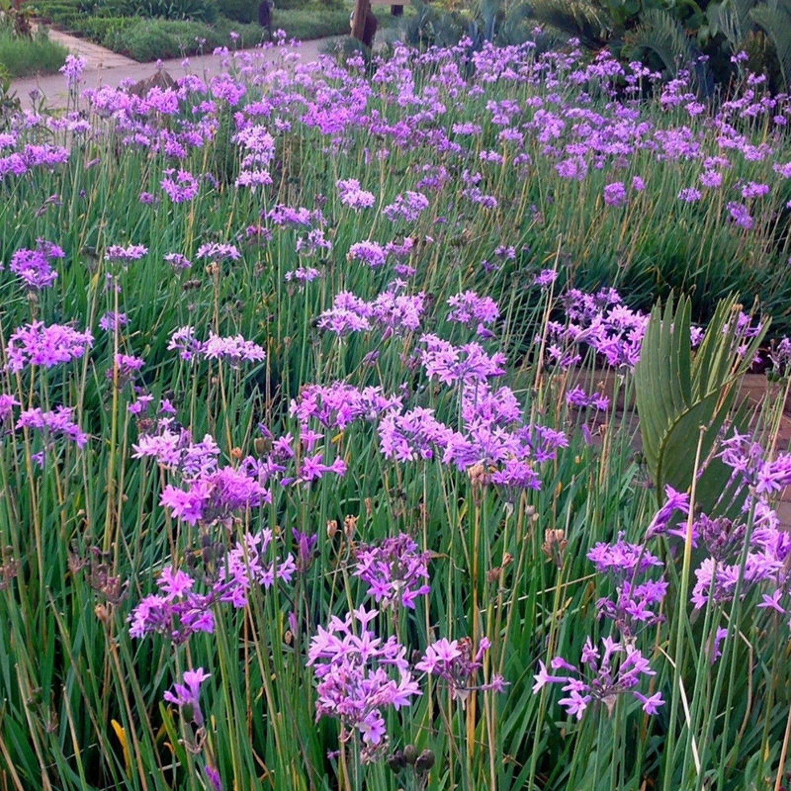 Society Garlic Plants – 25 Bare Root Plugs – Purple Flower Ground Cover ...