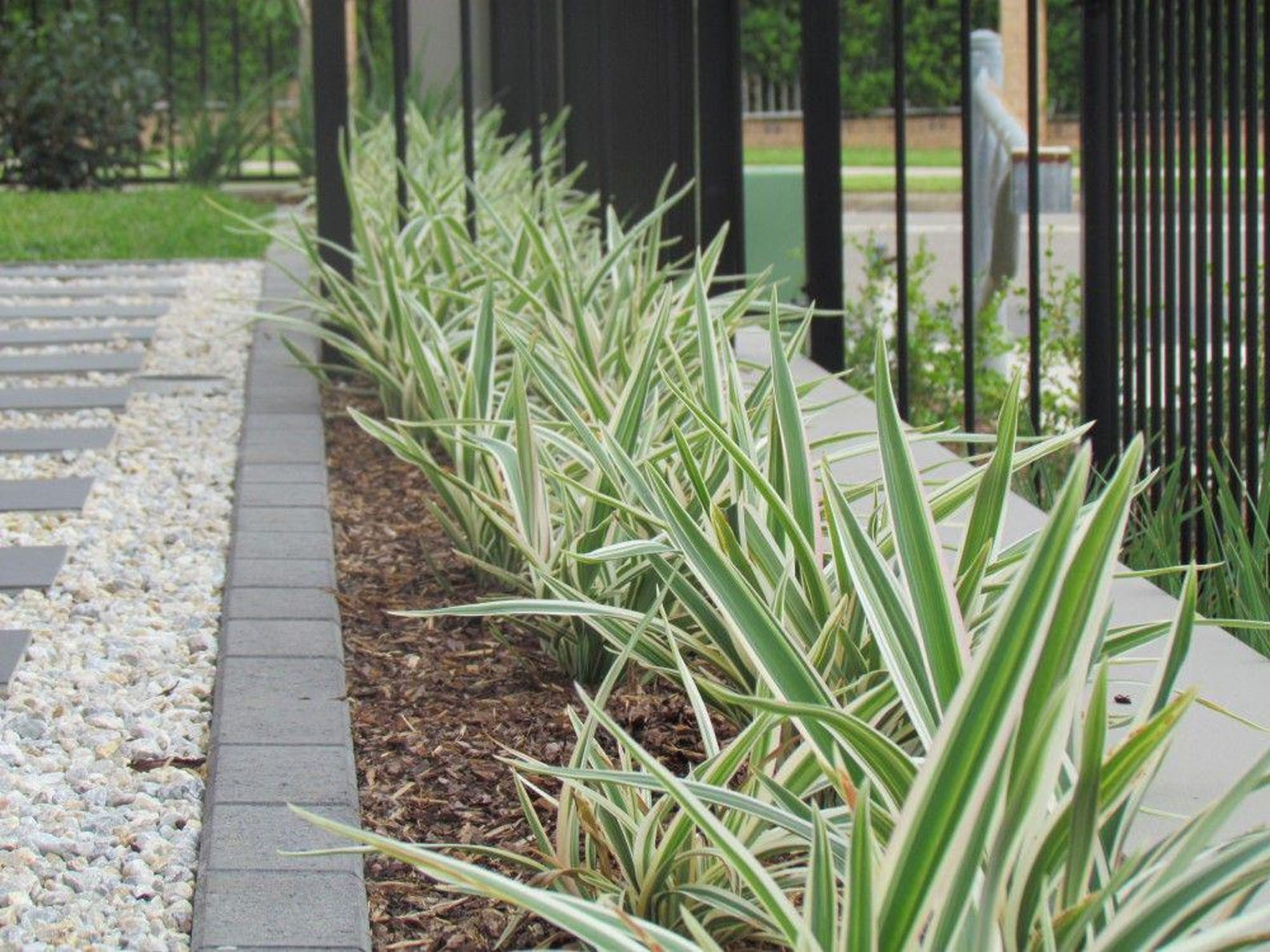 10 Variegated Flax Lily Plants | Evergreen Shade Tolerant Groundcover ...