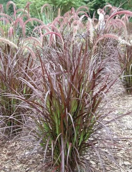 Red Fountain Grass -pennisetum 'rubrum ( 25 Starter Plugs ) - Etsy