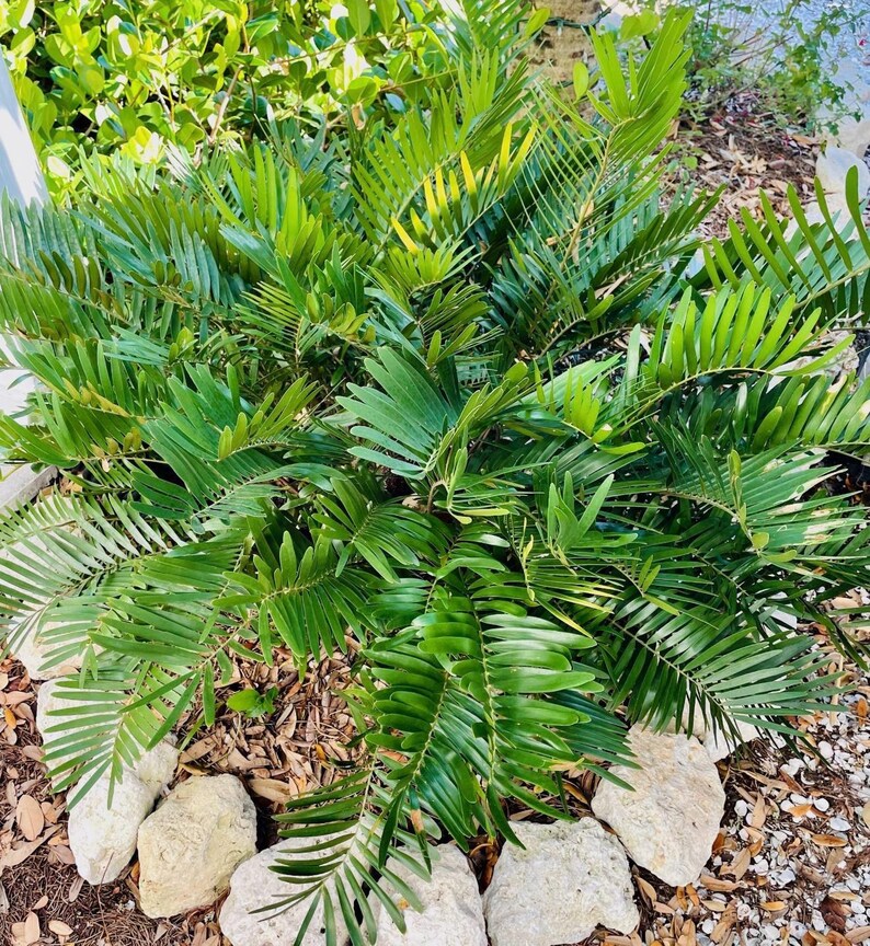 Florida Native Plants Guide • Landscaping Ebook Florida • Zone 8–10 ...