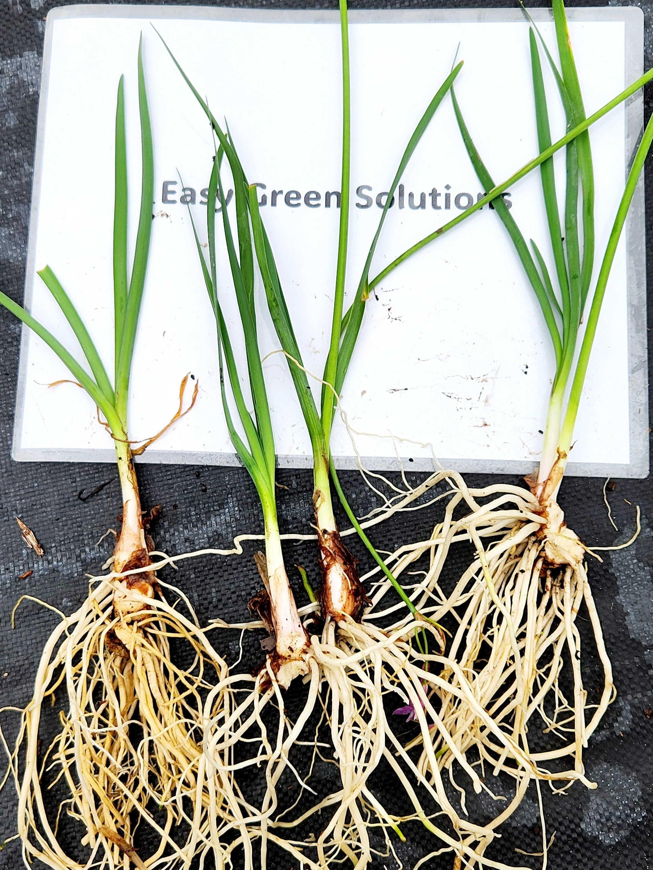 Society Garlic Plants – 25 Bare Root Plugs – Purple Flower Ground Cover ...