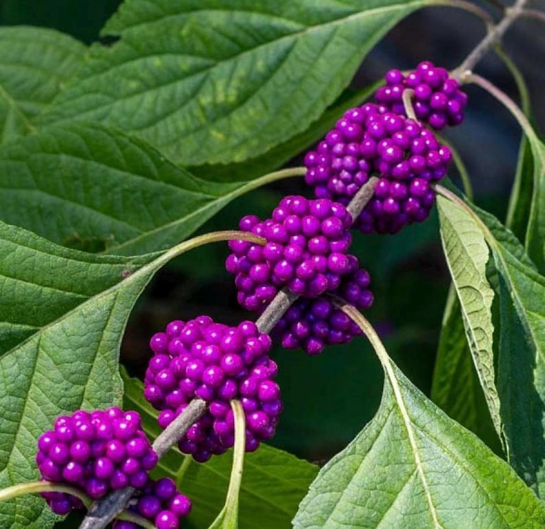 Florida Native Plants Guide • Landscaping Ebook Florida • Zone 8–10 ...