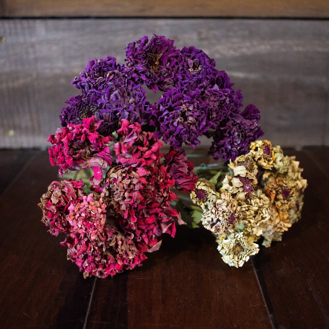 Zinnia Bunched Dried Flowers | Certified Organic by Lovin' Mama Farm - Etsy