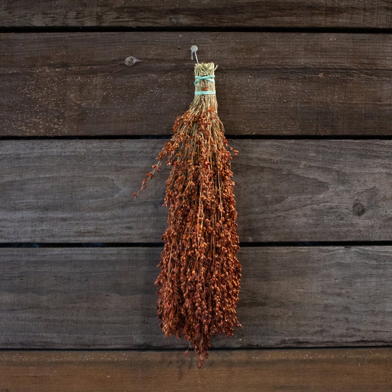 Dried Broom Corn | Bunched Dried Flowers | Certified Organic by Lovin ...