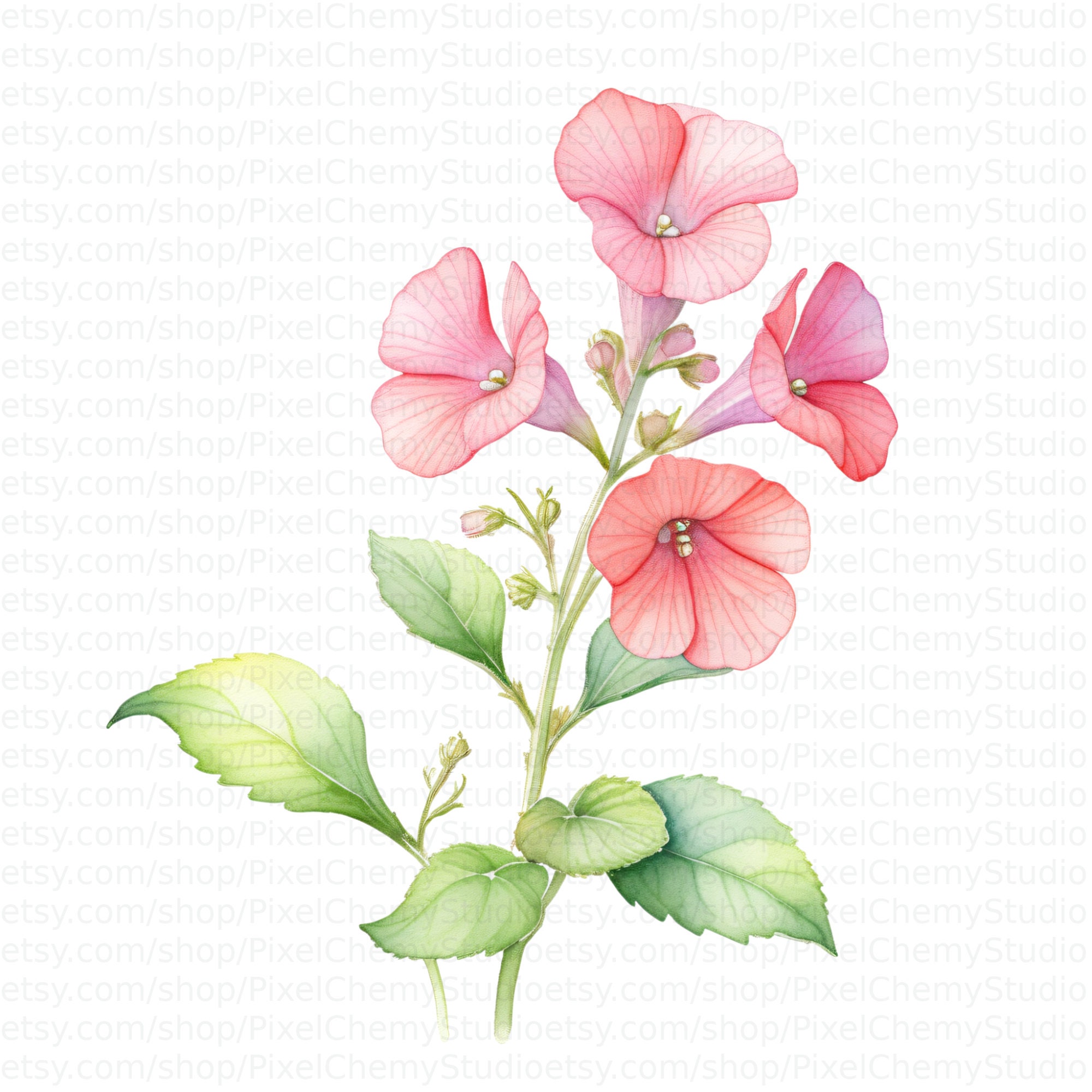Set of 50 Watercolor Spring Flower Clipart, Transparent PNG 300 DPI ...