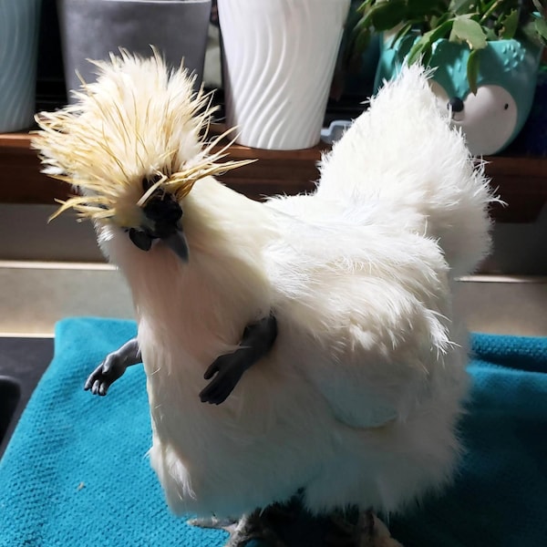 Chicken Arms for Chickens - Etsy