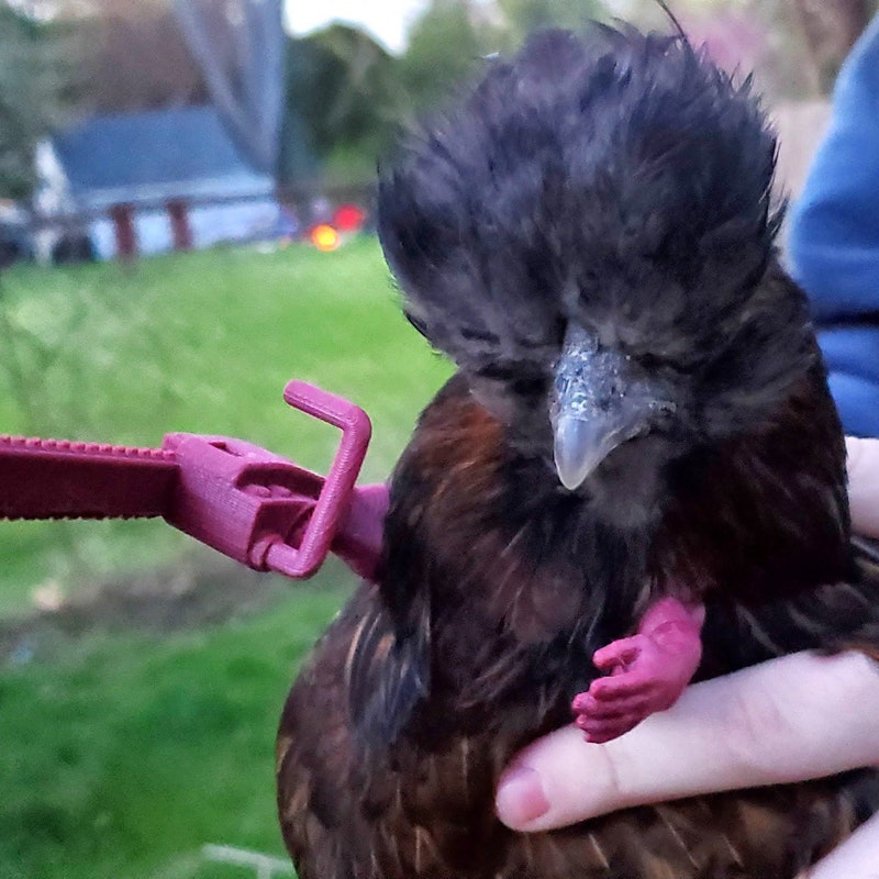 Chicken Arms for Chickens - Etsy