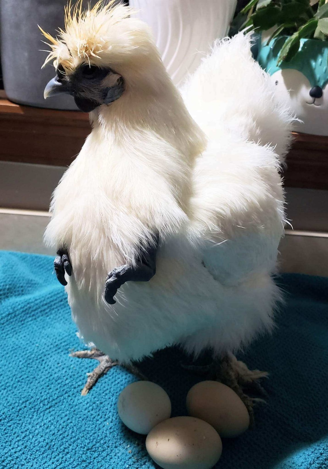 3D Printed T-rex Dinosaur Arms for Chickens and Roosters | Etsy