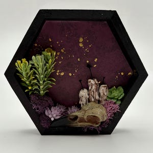 Raven Skull Shadow Box - Etsy