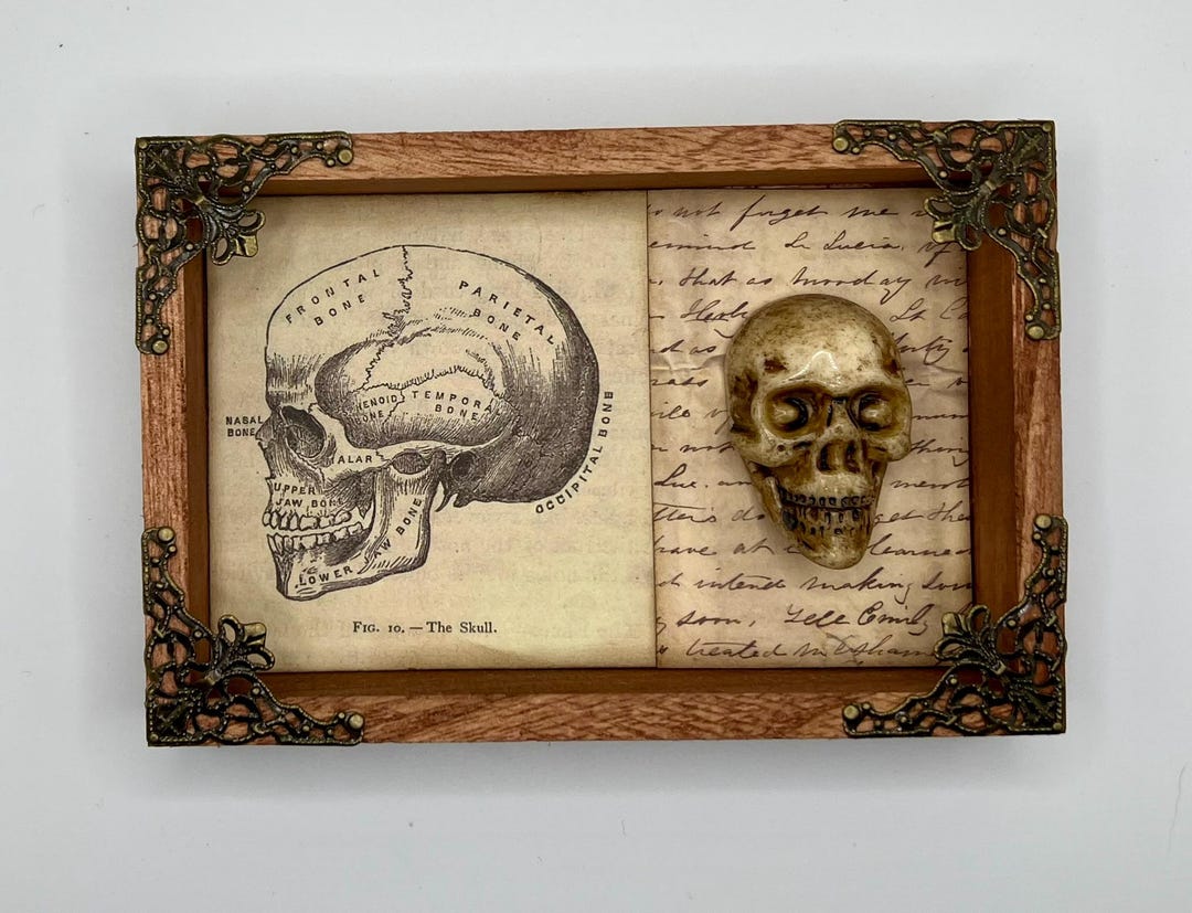 Skull Shadow Box - Etsy