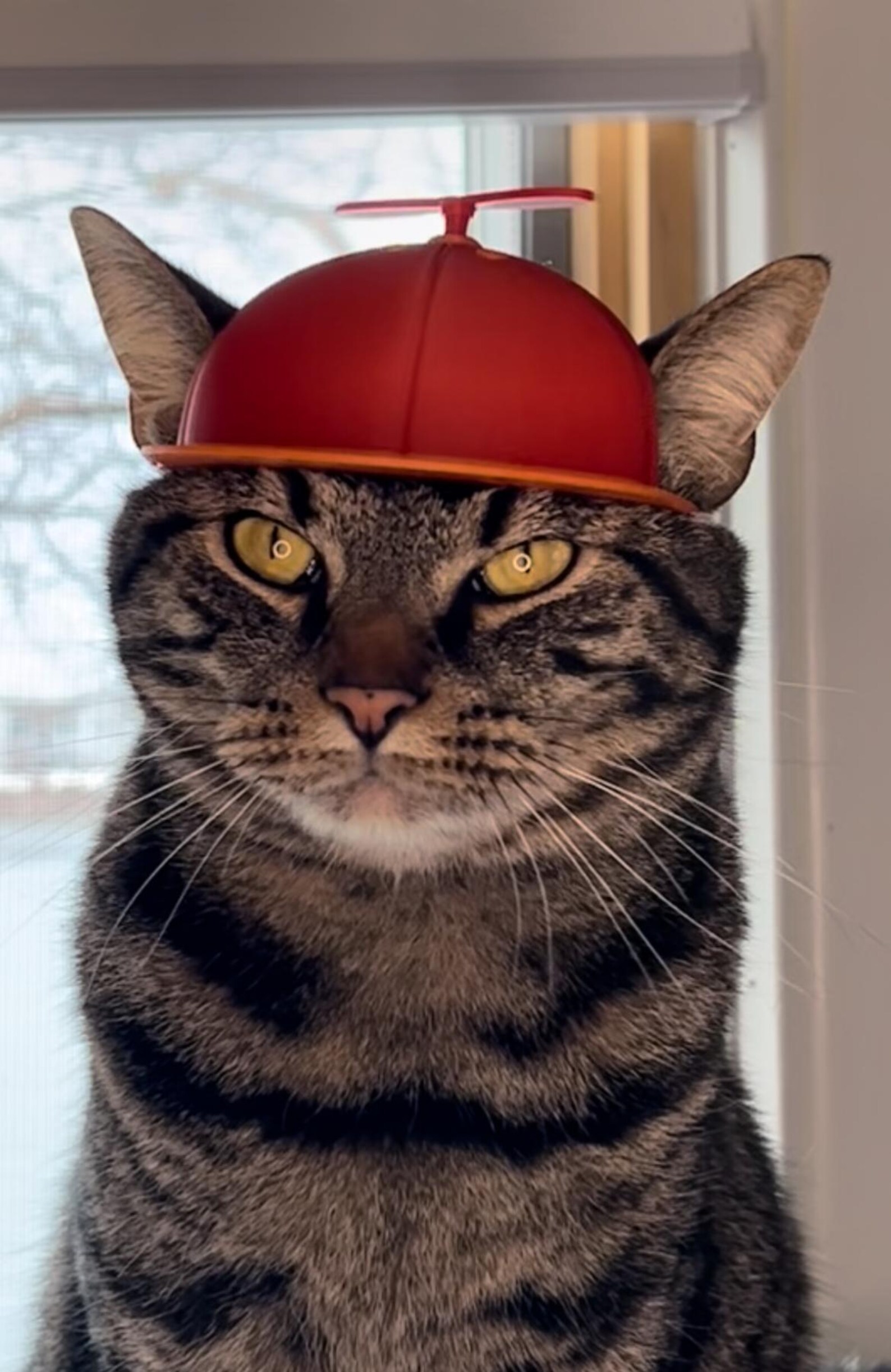 Propeller Cat Cap - Etsy