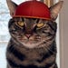 Propeller Cat Cap - Etsy