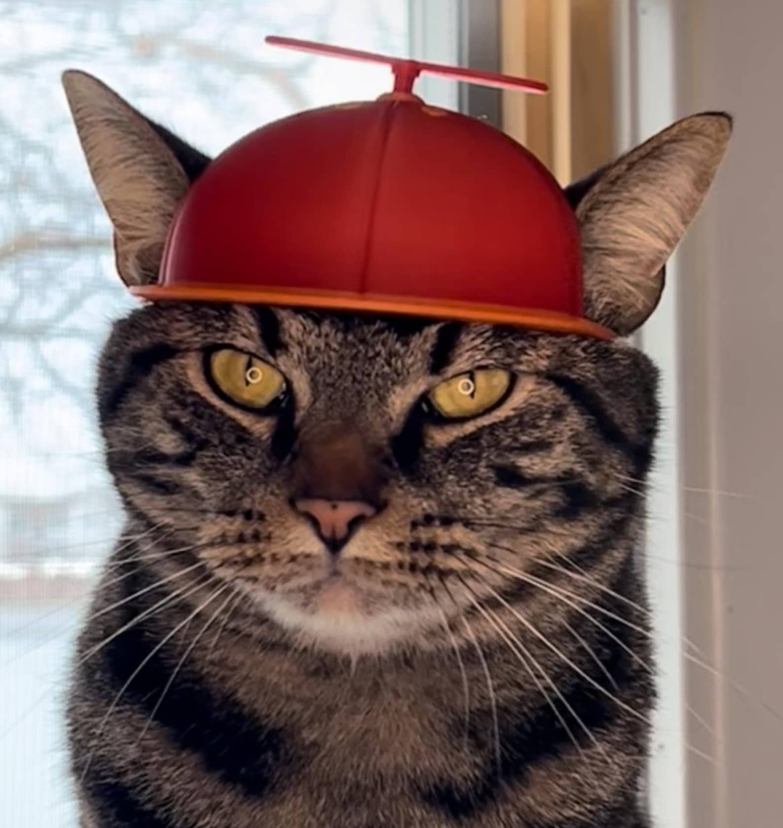 Propeller Cat Cap - Etsy