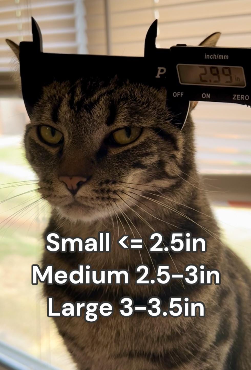 Propeller Cat Cap - Etsy