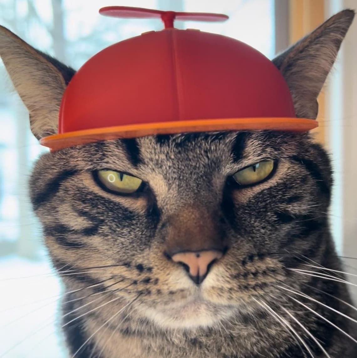 Propeller Cat Cap - Etsy