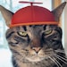 Propeller Cat Cap - Etsy