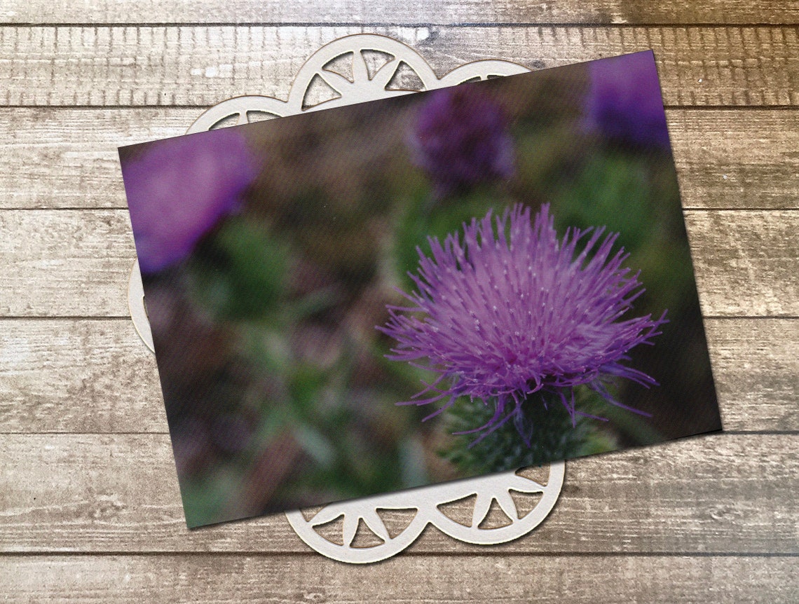 Milk Thistle Fine Art Photography Postcard (5.75"x4.125") - Etsy