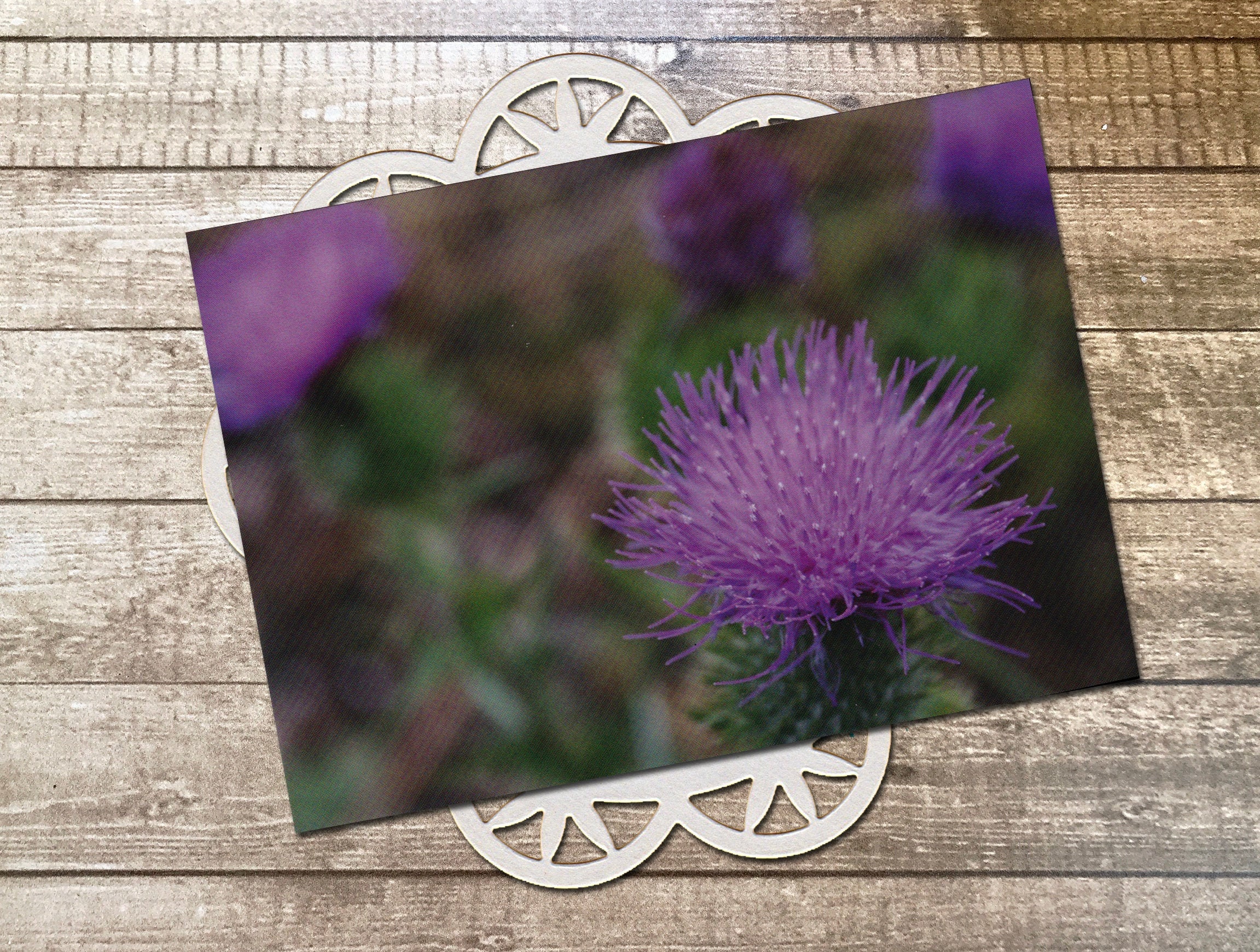 Milk Thistle Fine Art Photography Postcard (5.75"x4.125") - Etsy