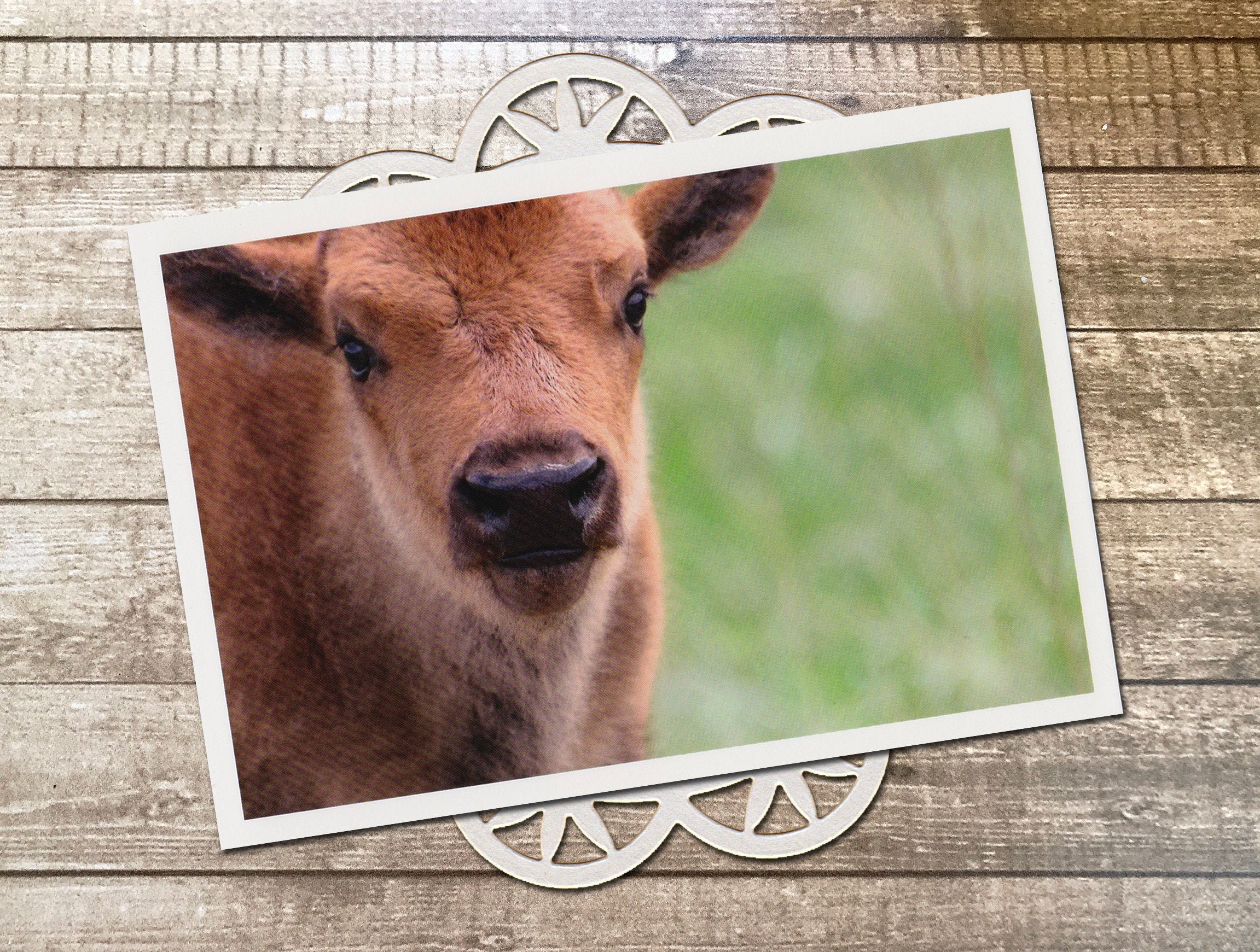 Baby Bison Fine Art Photography Postcard, Pup, Buffalo, Cinnamon, Young ...