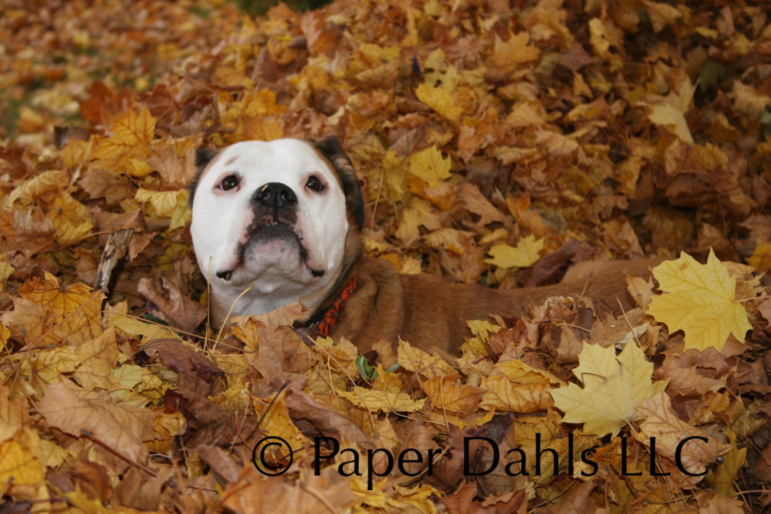 Bulldogge in Leaves Fine Art Photography Postcard, Fall, Autumn ...