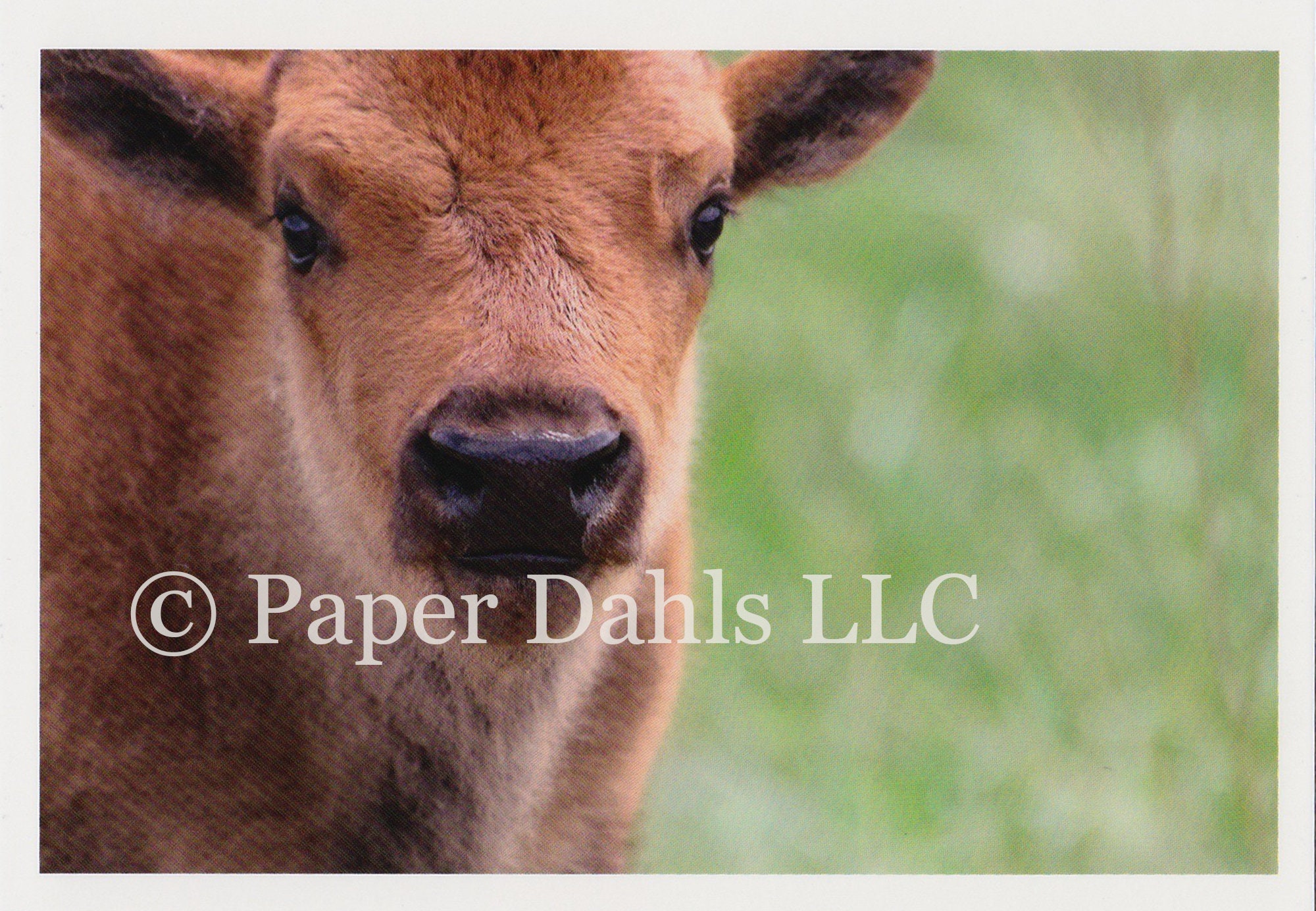 Baby Bison Fine Art Photography Postcard, Pup, Buffalo, Cinnamon, Young ...