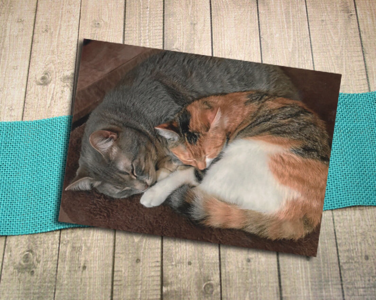 Sleeping Grey Tabby and Calico Cat Fine Art Photography Postcard, Rest ...