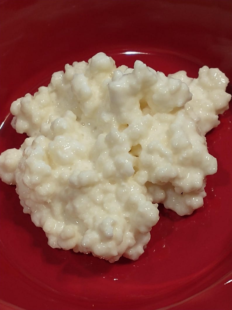 Organic Milk Kefir Grains With Starter Guide - Etsy